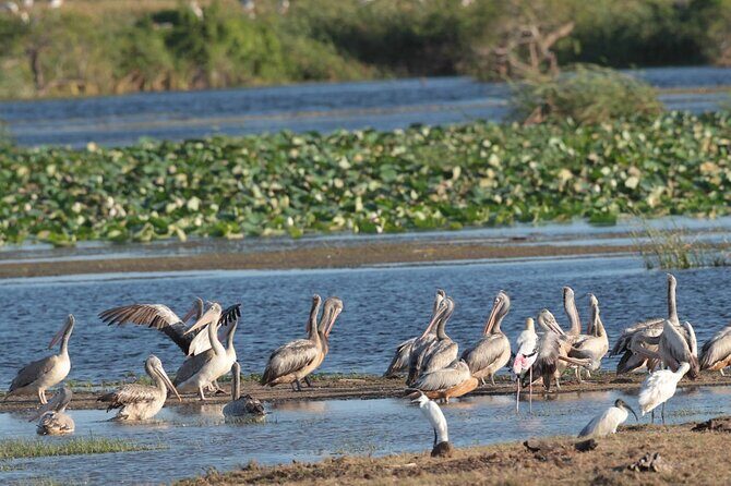 Kumana Safari Drive from Arugam Bay - FAQ