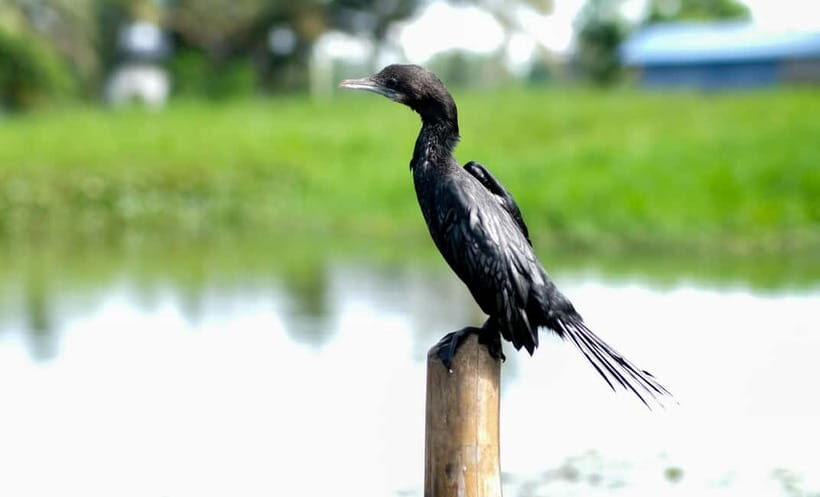 Kumarakom: Sunrise Cruise With Village Life and Local Food - Key Points