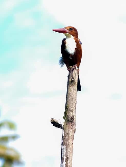 Kumarakom: Sunrise Cruise With Village Life and Local Food - An In-Depth Look at the Kumarakom Sunrise Canoe Experience