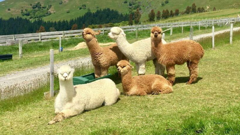 Kundasang: Day Tour with Desa Dairy Farm and Alpaca Club - The Practicalities: What You Can Expect