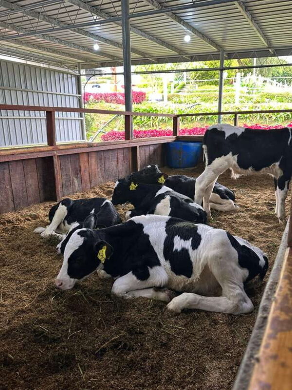 Kundasang Day Trip - Introduction