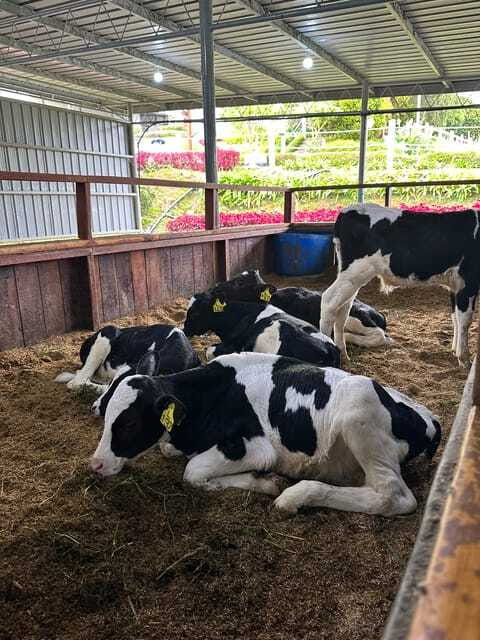 Kundasang Day Trip - FAQ