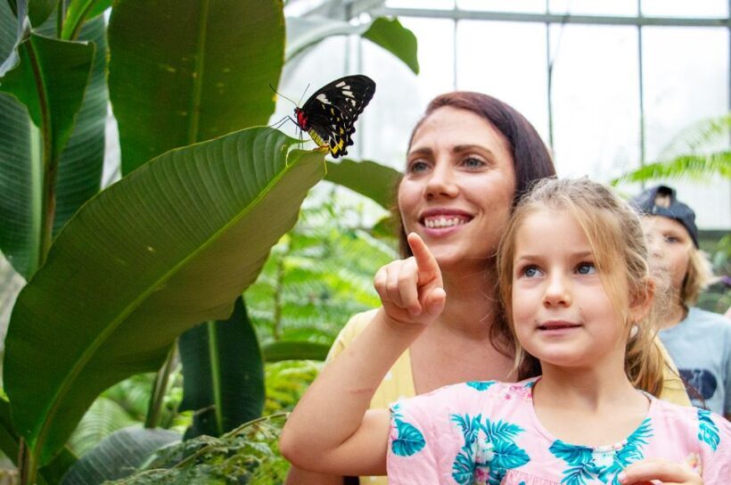 Kuranda: Australian Butterfly Sanctuary - Key Points
