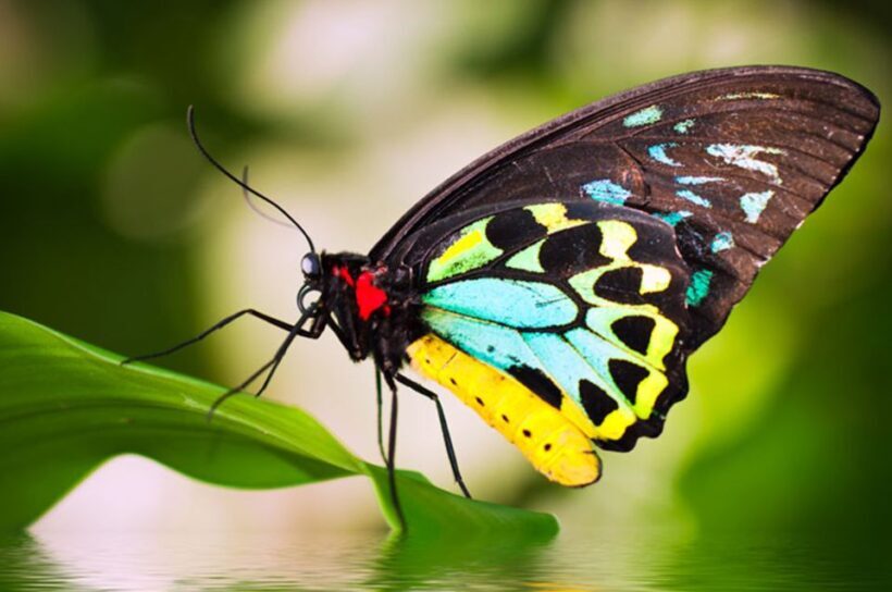 Kuranda: Australian Butterfly Sanctuary - Exploring the Australian Butterfly Sanctuary in Kuranda