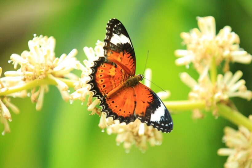 Kuranda: Australian Butterfly Sanctuary - FAQs about the Australian Butterfly Sanctuary in Kuranda