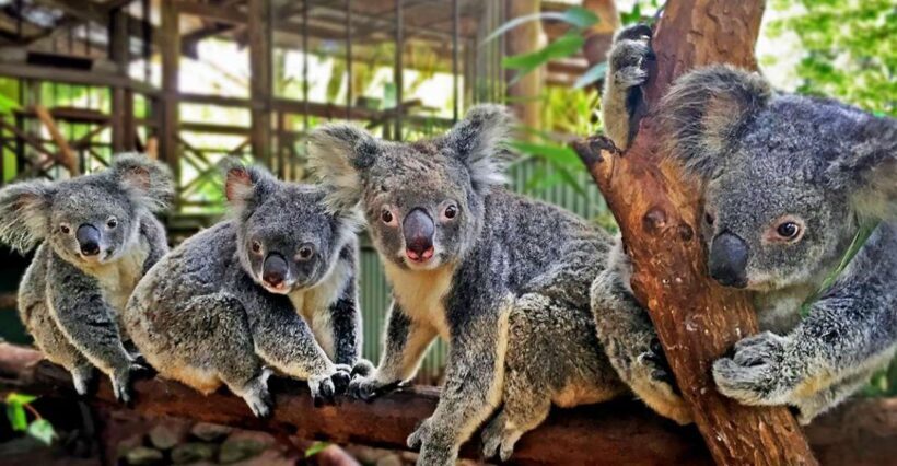Kuranda, Cairns & Port Douglas Multi-Park Package - Key Points