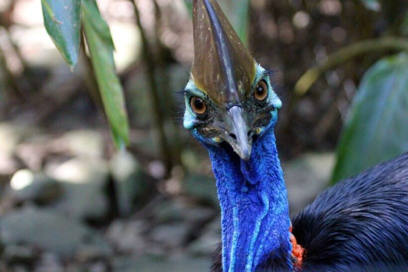Kuranda, Cairns & Port Douglas Multi-Park Package - An In-Depth Look at the Multi-Park Experience