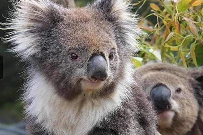 Kuranda Koala Gardens and Birdworld Admission Tickets - Authentic Experiences and Visitor Feedback