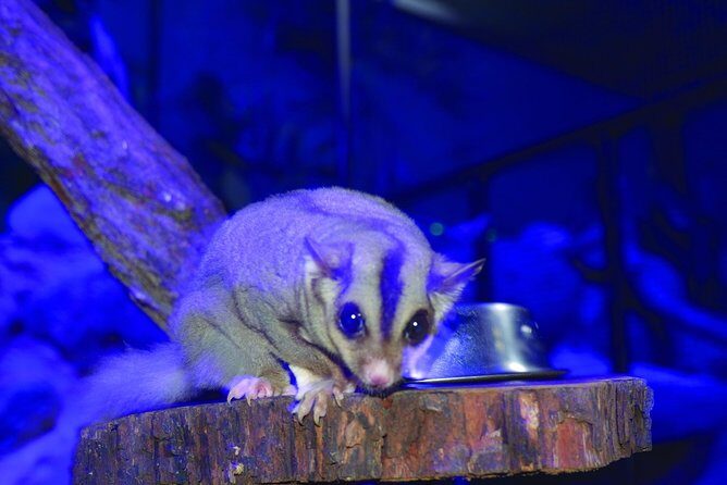 Kuranda Koala Gardens and Birdworld Admission Tickets - Practical Tips for Visitors