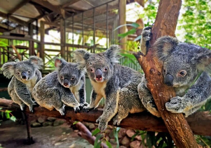 Kuranda Pamagirri Aboriginal Premium Full-Day Tour - FAQs