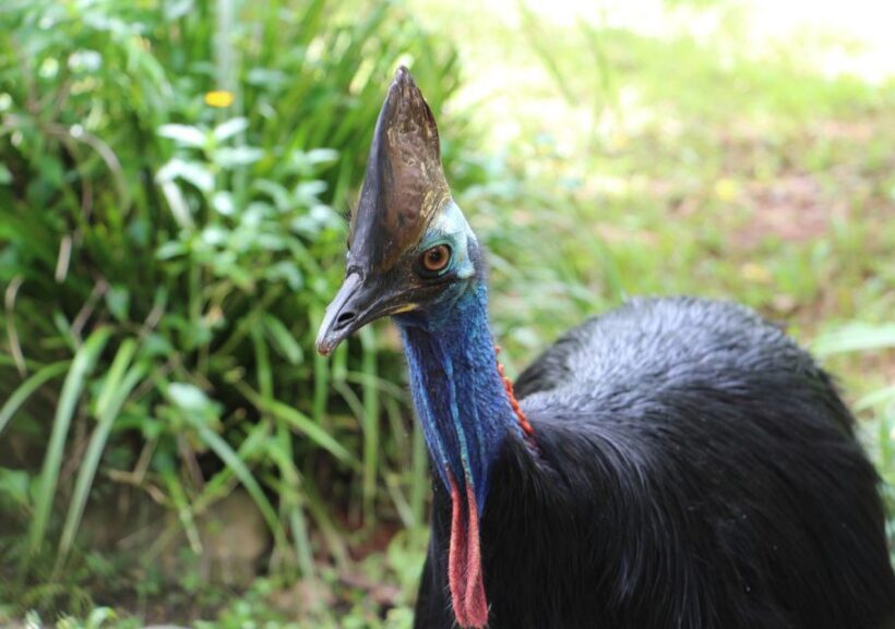 Kuranda: Rainforestation Nature Park - Final Thoughts