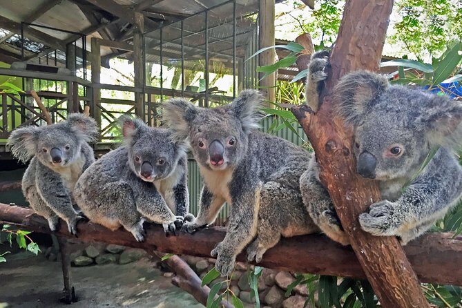 Kuranda Rainforestation Nature Park Ticket (BNP) - What Makes This Tour Stand Out?