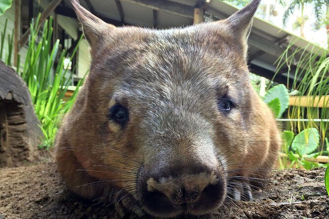 Kuranda Rainforestation Nature Park Ticket (BNP) - Practicalities and Value