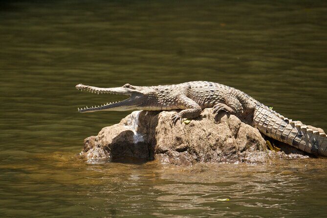 Kuranda Riverboat Sightseeing Cruise - Key Points