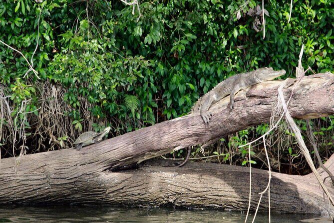 Kuranda Riverboat Sightseeing Cruise - The Sum Up