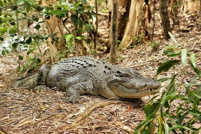 Kuranda, Scenic Rail, Skyrail and Hartley's Crocodile Adventures - The Sum Up