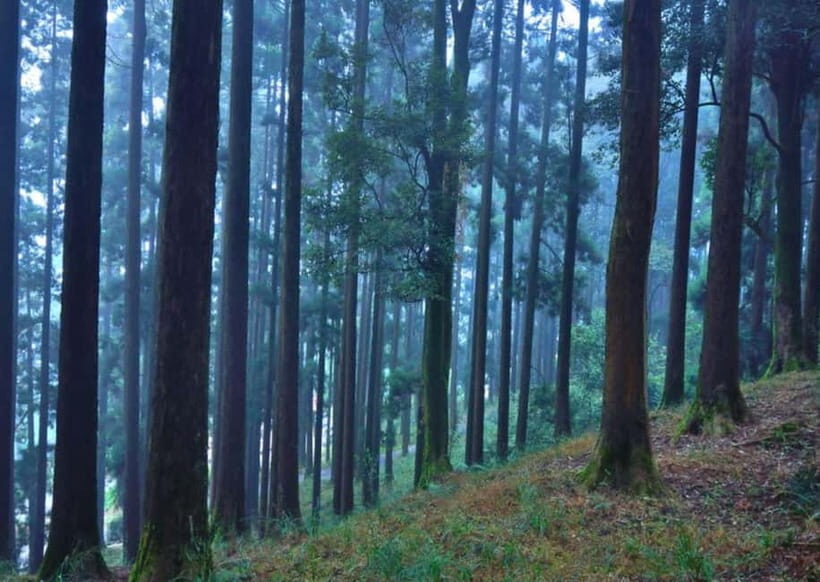 Kurseong: White Orchid Trail Hike with Hotel Pickup - Mid-Trail Refreshment and Rest