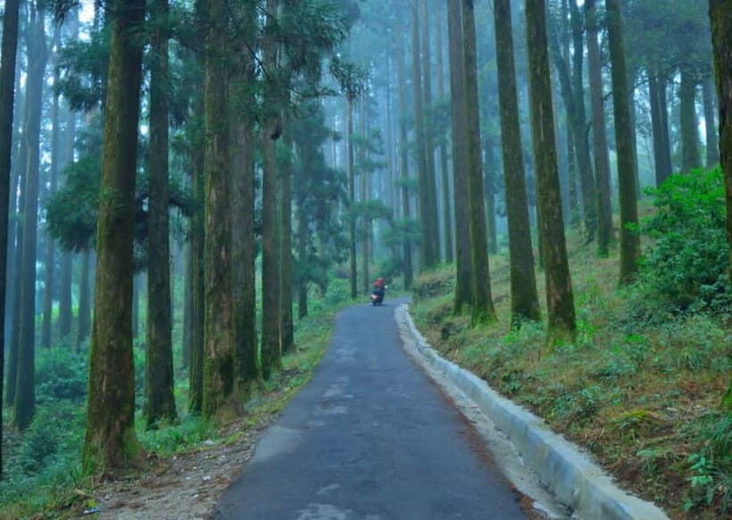 Kurseong: White Orchid Trail Hike with Hotel Pickup - Analyzing the Value