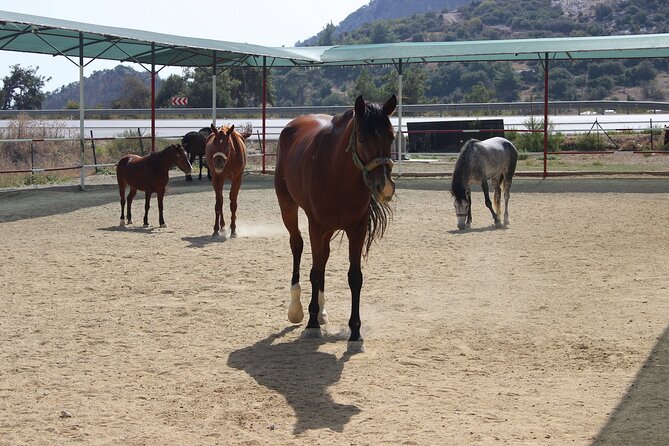 Kusadasi Horse Riding Beach and Forest With Transfer - Tour Details