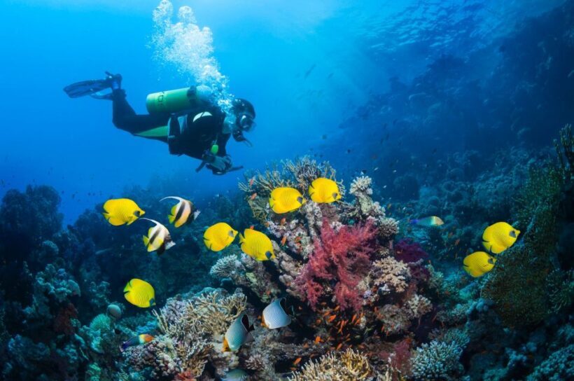 Kusadasi: Scuba Diving for Beginner or Experienced w/ Lunch - Post-Dive Relaxation and Lunch