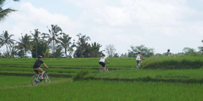 Kuta: Kintamani Culture and Nature Guided Cycling Tour - Key Points