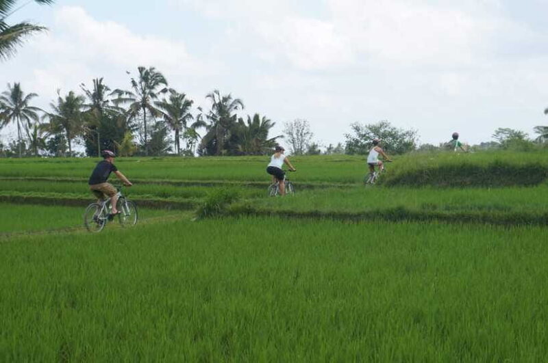 Kuta: Kintamani Culture and Nature Guided Cycling Tour - Why This Tour Offers Great Value