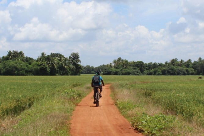 Kuttanad Rice Bowl By Cycle - Pedaling Through Kerala’s Rice Fields: A Closer Look