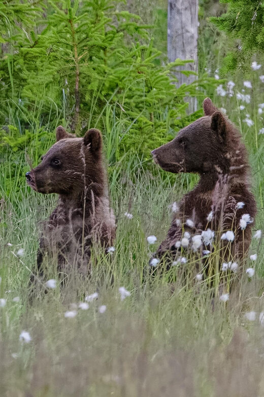 Kuusamo: Bear watching evening - Discovering the Arctic’s Hidden Wonders in Kuusamo