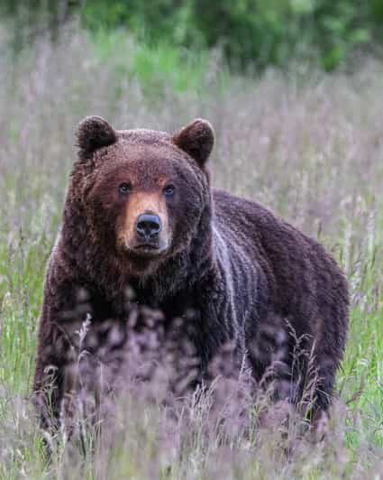 Kuusamo: Bear watching evening - What Makes the Experience Stand Out?