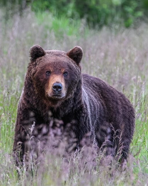 Kuusamo: Bear watching evening - The Practical Side: Pricing, Timing, and Accessibility