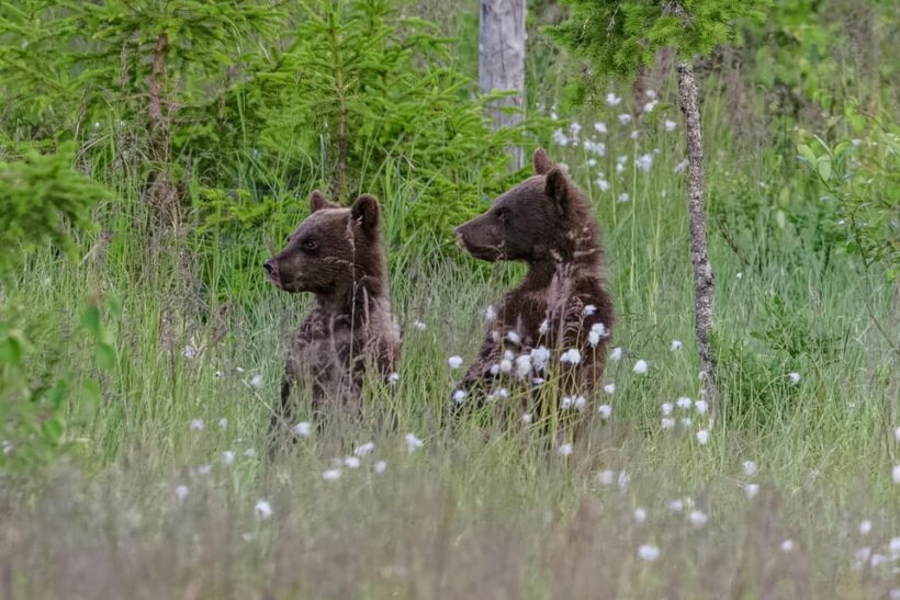 Kuusamo: Bear watching evening - Why This Tour Is a Real Value for Wildlife Enthusiasts