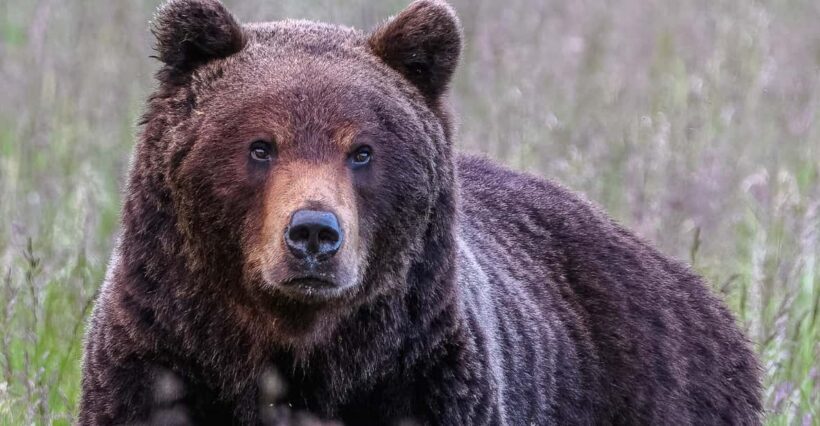 Kuusamo: Bear watching evening - Who Will Love This Experience?