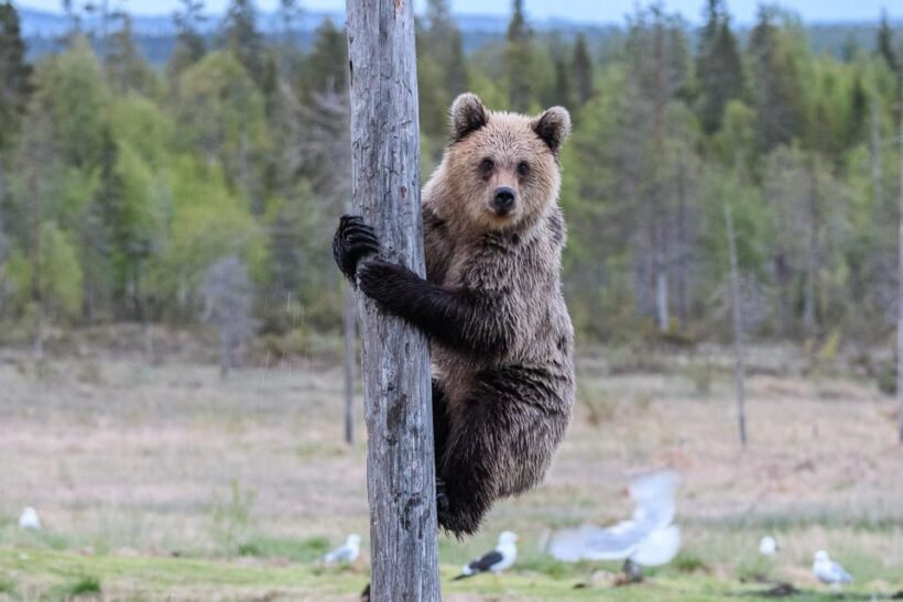 Kuusamo: Bear watching evening - Frequently Asked Questions (FAQs)