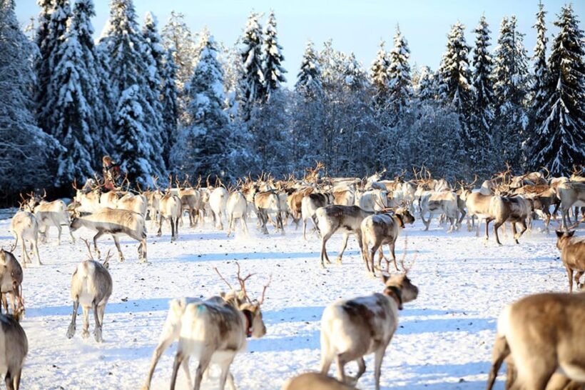 Kuusamo: Morning Feeding of Hundreds of Reindeer - An In-Depth Look at the Reindeer Feeding Tour in Kuusamo
