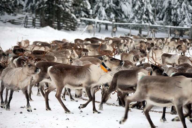 Kuusamo: Morning Feeding of Hundreds of Reindeer - The Sum Up