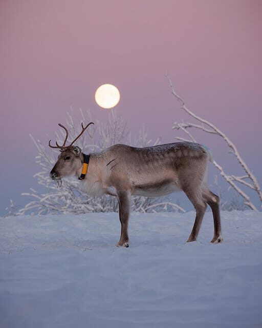 Kuusamo: Reindeer Farm Visit - Kuusamo: Reindeer Farm Visit — An Authentic Finnish Lapland Experience