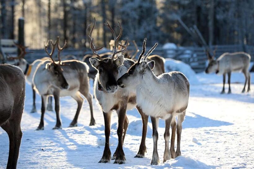 Kuusamo: Reindeer Farm Visit - Why This Tour Works Well
