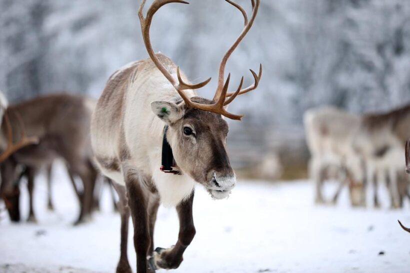 Kuusamo: Reindeer Sleigh Ride and Farm Visit - The Value for Money