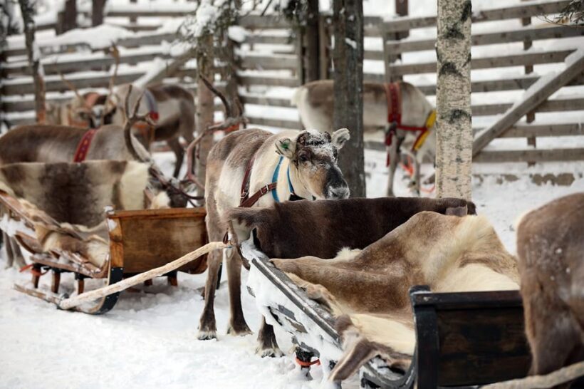 Kuusamo: Reindeer Sleigh Ride and Farm Visit - Authentic, Family-Friendly, and Memorable