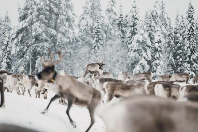 Kuusamo: Reindeer Sleigh Ride and Farm Visit - FAQ