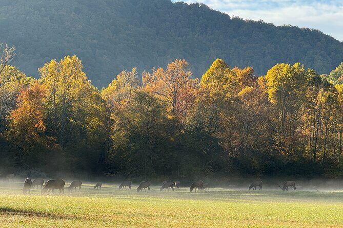 Kuwohi Mountain Great Smoky Mountains Tour - The Value of the Tour