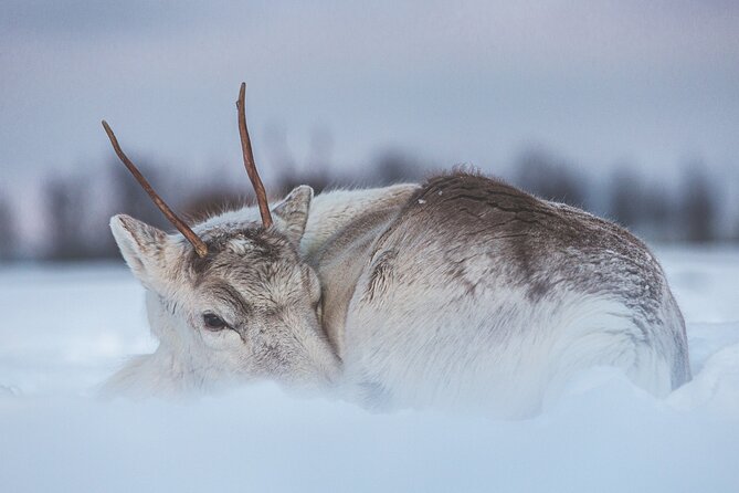 Kvaløya to Sommarøy Tour Review - Scenic Highlights