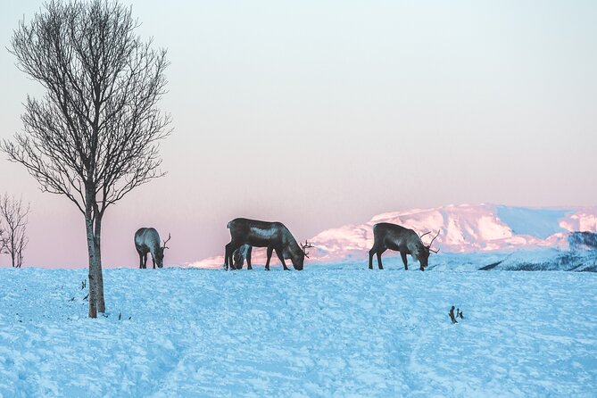 Kvaløya to Sommarøy Tour Review - Important Considerations