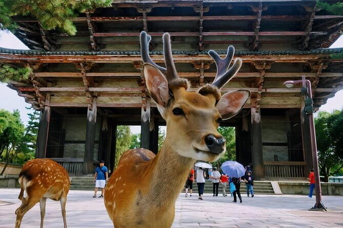 Kyoto and Nara Deer Sightseeing Day Trip From Osaka - Key Points