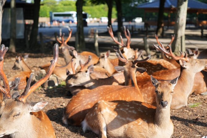 Kyoto and Nara in 1 Day in Fushimi Inari and Deer Park - Inclusions