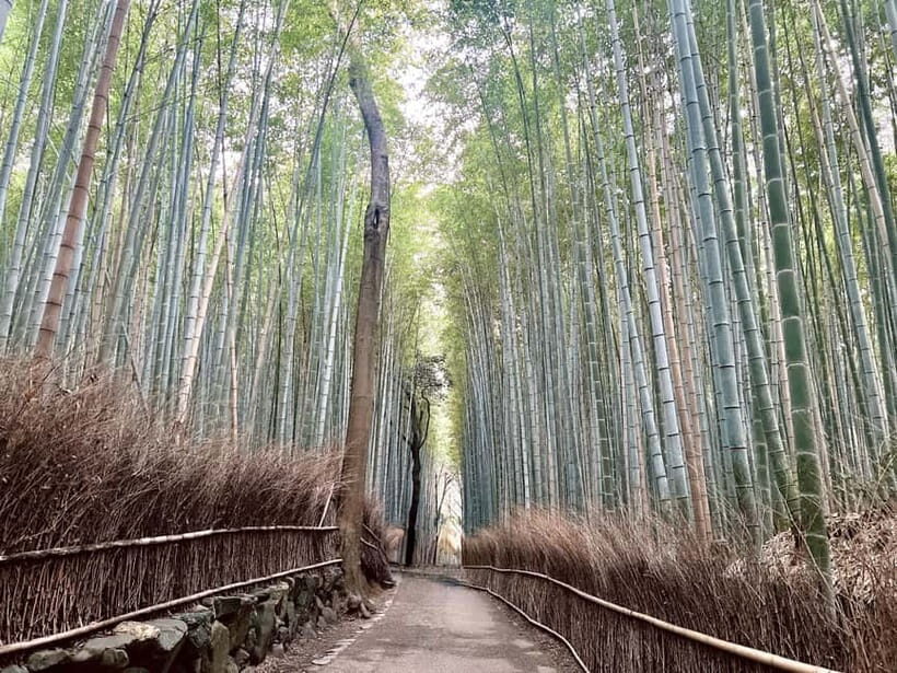 Kyoto: Arashiyama Bamboo Forest and Garden Views Tour - Key Points