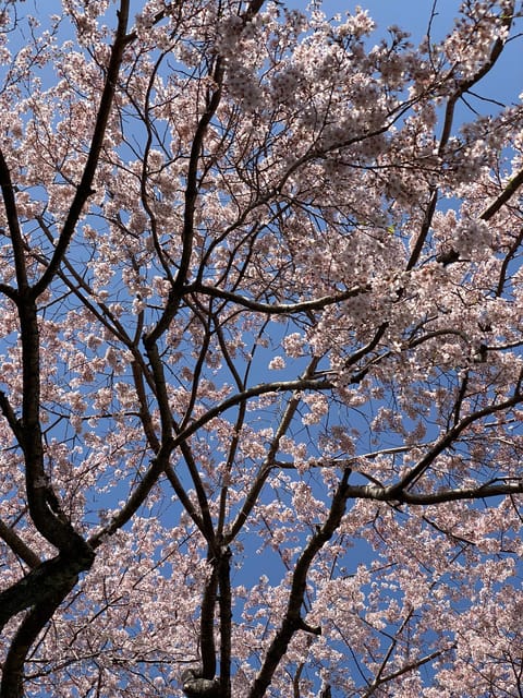 Kyoto: Arashiyama Bamboo Forest Morning Tour by Bike - Discovering Tenryuji Zen Temple Gardens