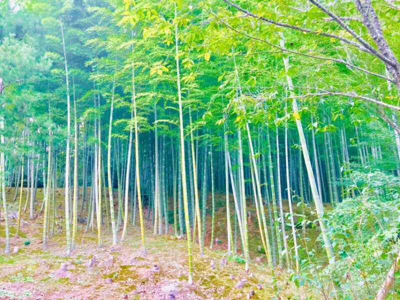 Kyoto, Arashiyama: Bamboo Grove Half-Day Private Guided Tour - Itinerary Highlights