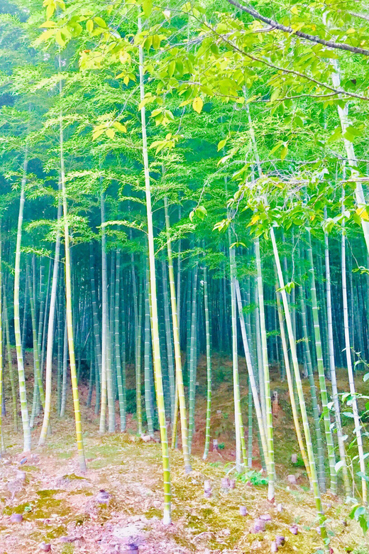 Kyoto, Arashiyama: Bamboo Grove Half-Day Private Guided Tour - Important Notes