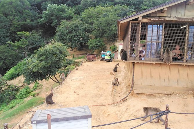 Kyoto Arashiyama & Golden Pavilion One-Day Walking Tour - Inclusions and Costs